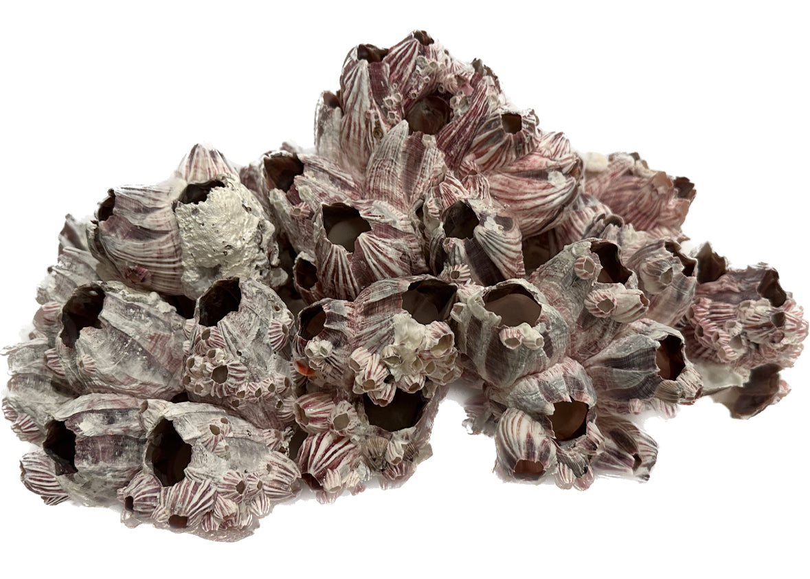 D3017 - Purple Barnacle Cluster – The Woven Collection